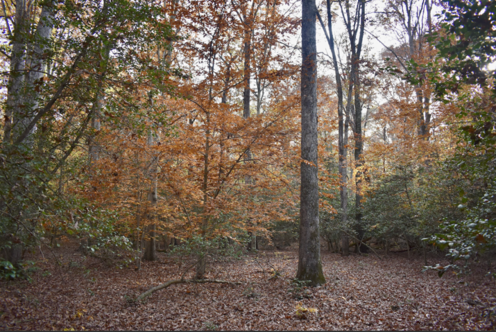 A Model for Success: What the Southern Maryland Woodlands National ...