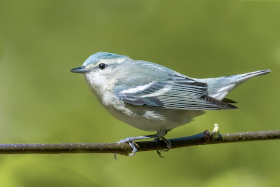 Land Conservation is For the Birds! | Chesapeake Conservation Partnership